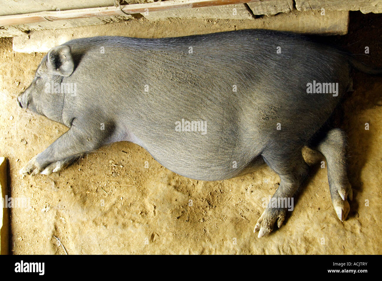 Fat Pig High Resolution Stock Photography and Images - Alamy