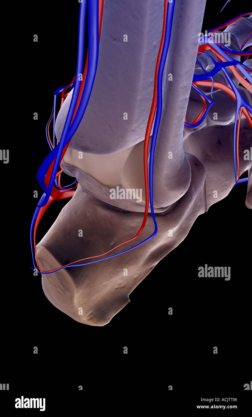 The blood supply of the foot Stock Photo - Alamy