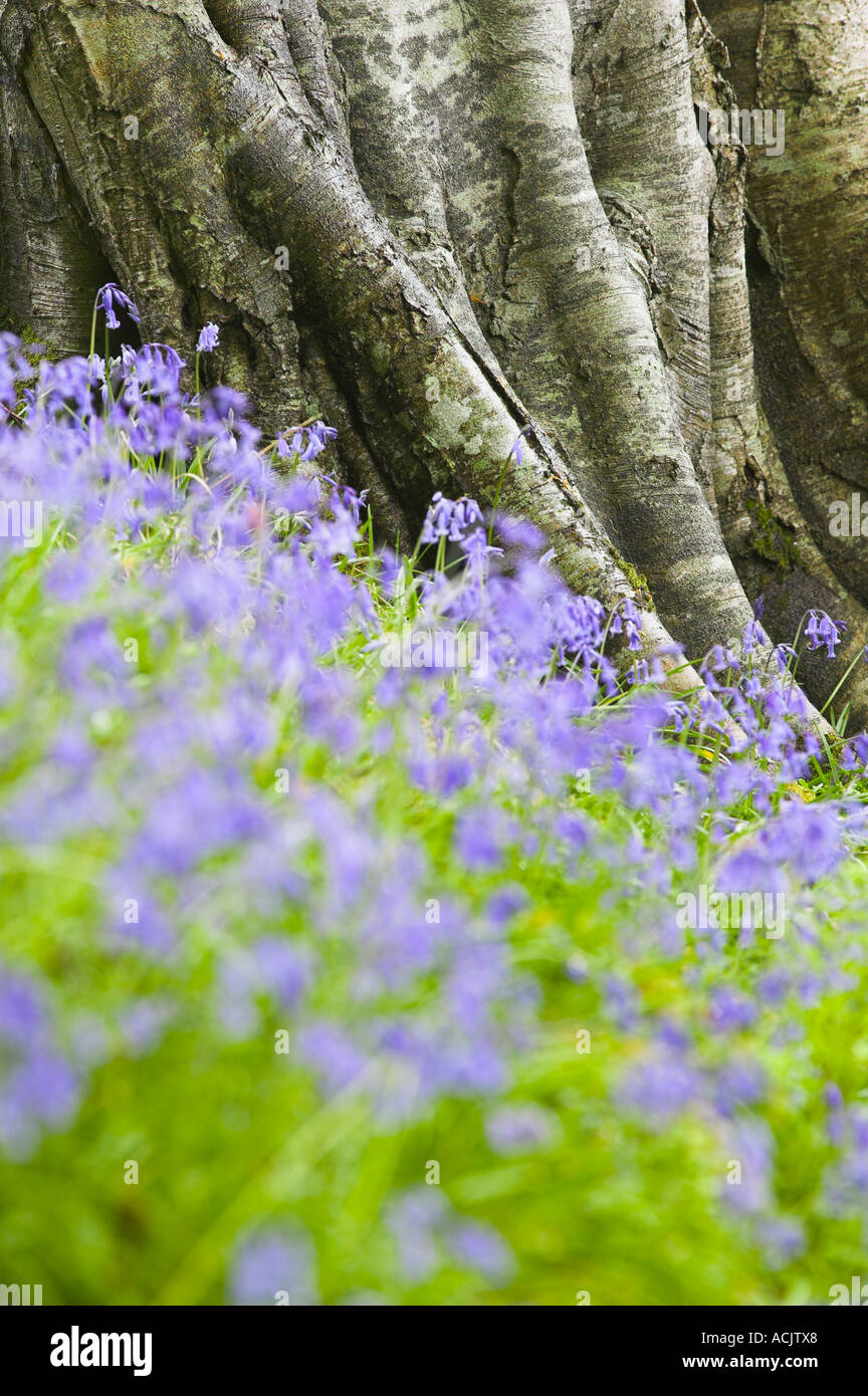 Tree bole hi-res stock photography and images - Alamy