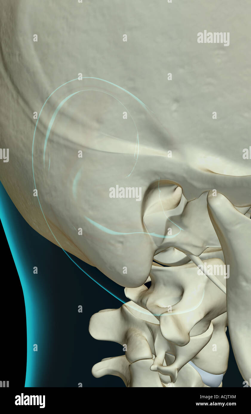 The bones of the neck Stock Photo - Alamy