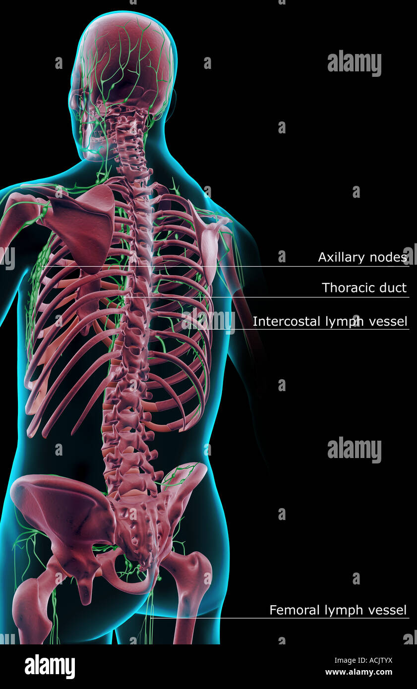 The lymph supply of the upper body Stock Photo - Alamy