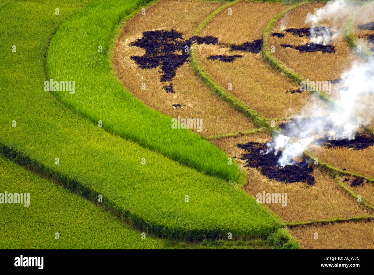 Fire on rice field hi-res stock photography and images - Alamy