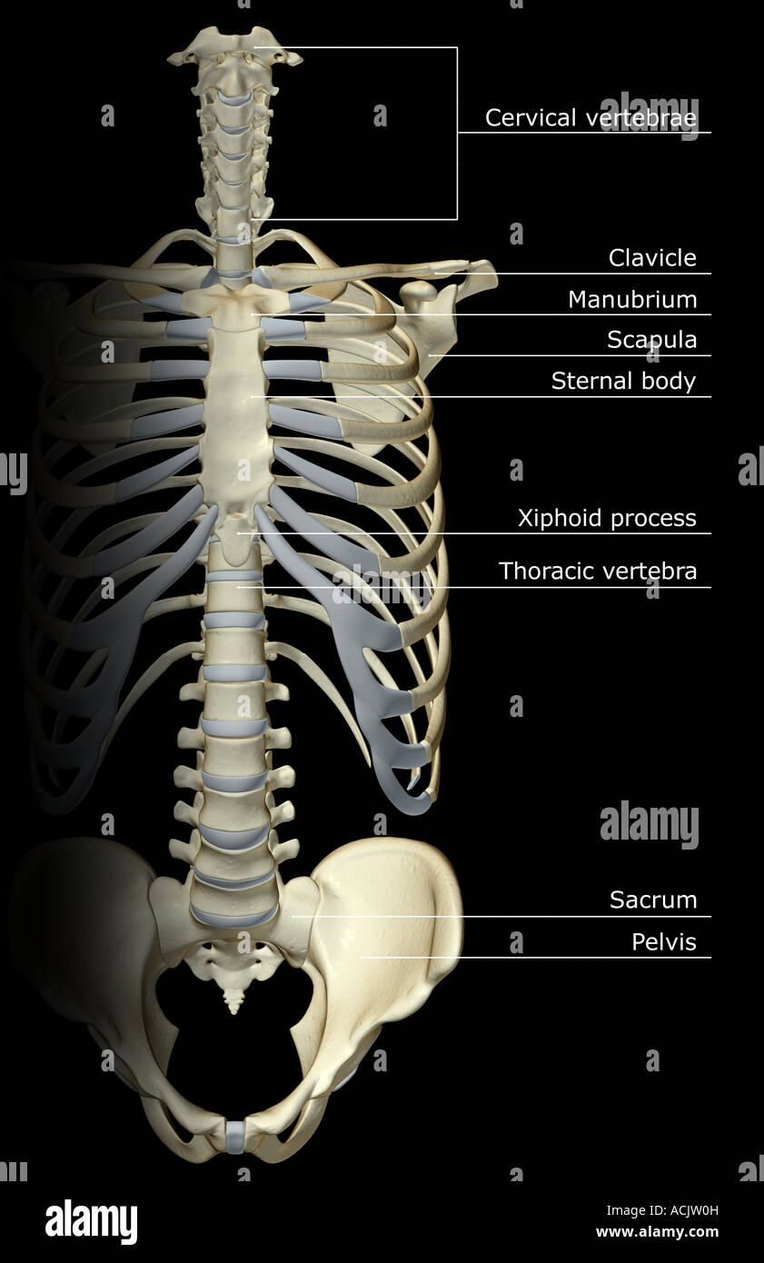 Thorax anatomy labeled hi-res stock photography and images - Alamy
