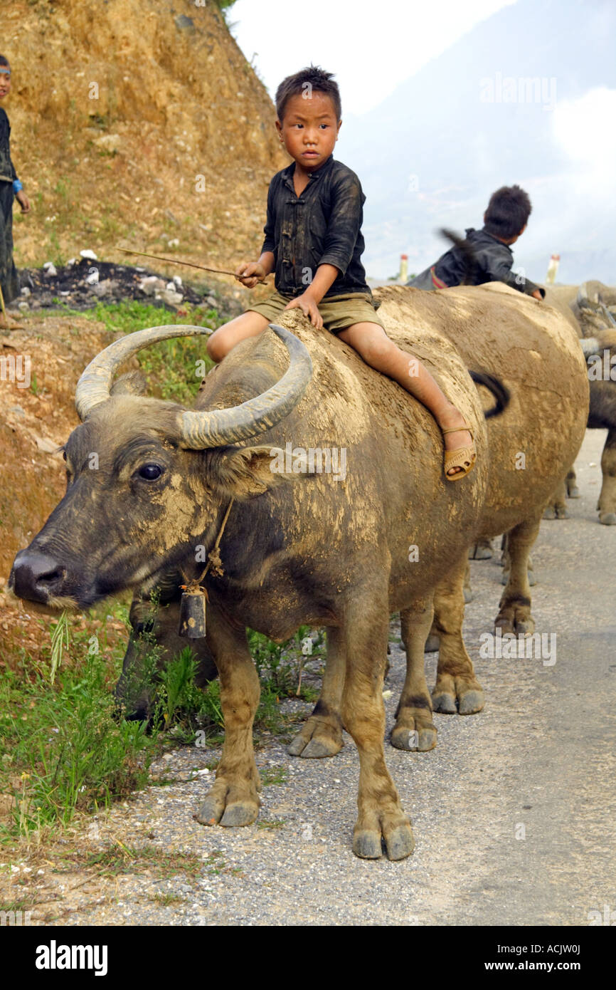 Children Riding Buffalo High Resolution Stock Photography and Images ...