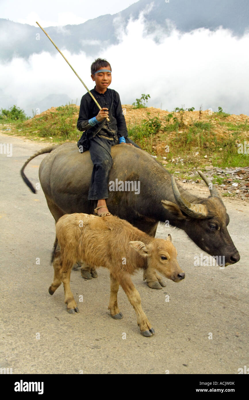 Boy riding a buffalo Stock Photo - Alamy