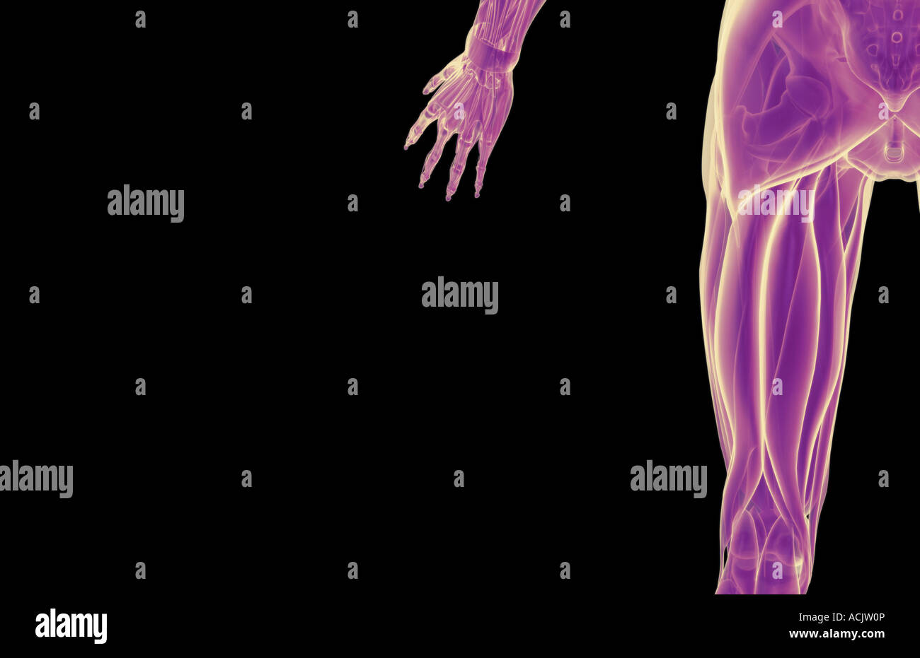 Muscles of the thigh hi-res stock photography and images - Alamy