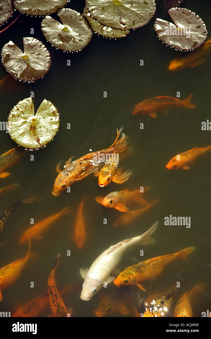 Goldfish in a lotus pond in Hue, Vietnam Stock Photo - Alamy