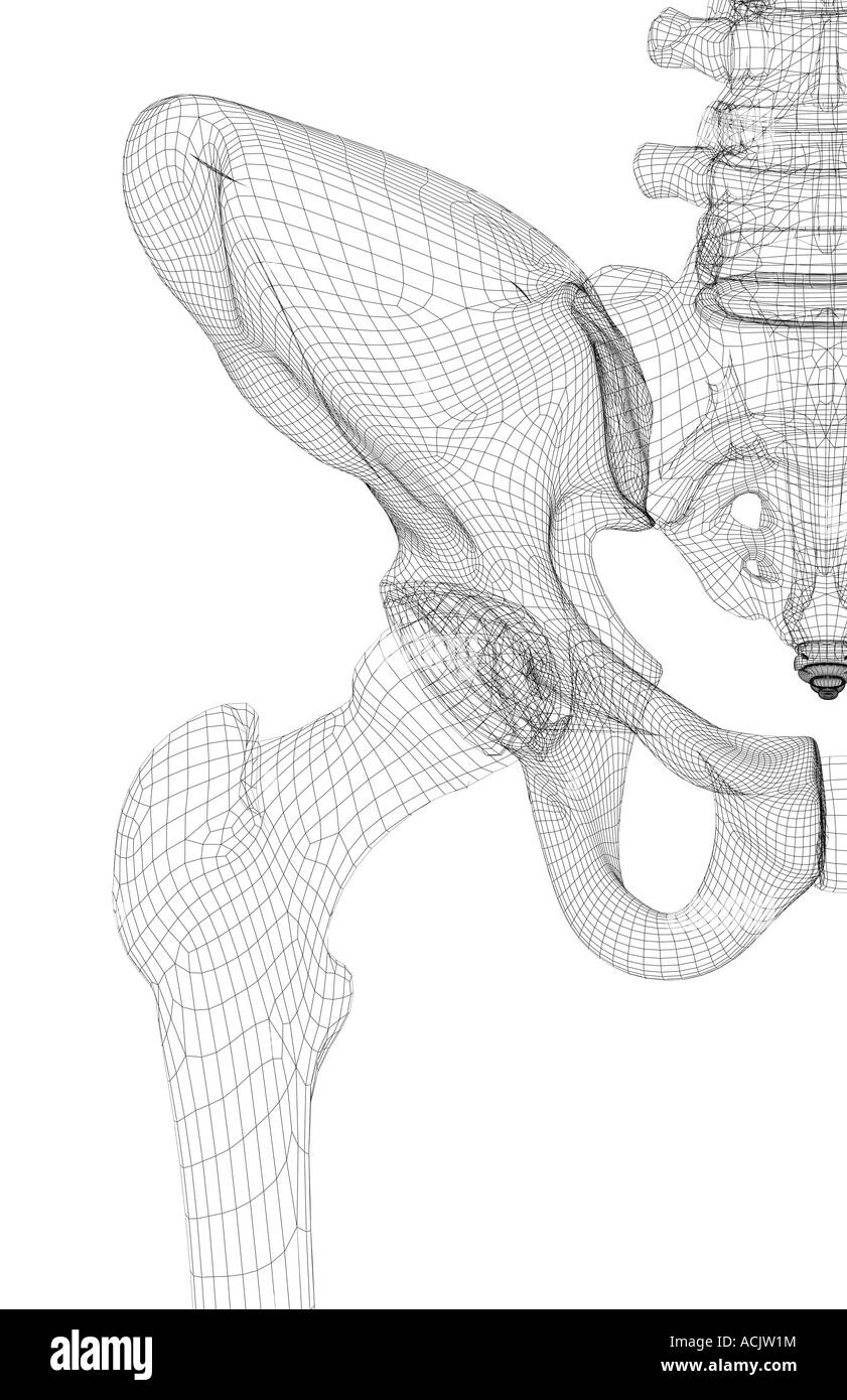 Bone structure hip Black and White Stock Photos & Images - Alamy