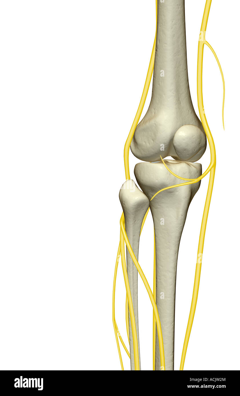 Saphenous nerve hi-res stock photography and images - Alamy