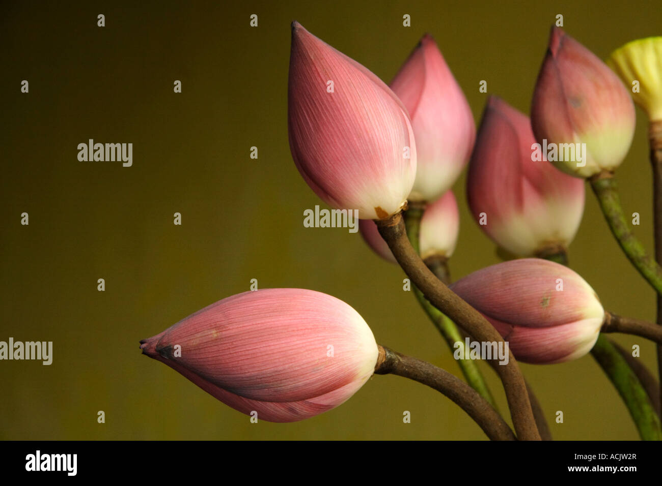 Bunch of lotus flowers Stock Photo - Alamy