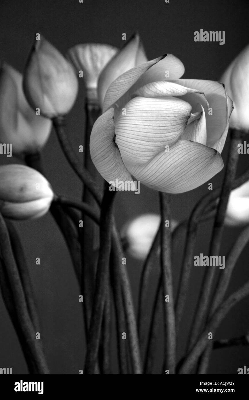 Bunch of lotus flowers Stock Photo - Alamy