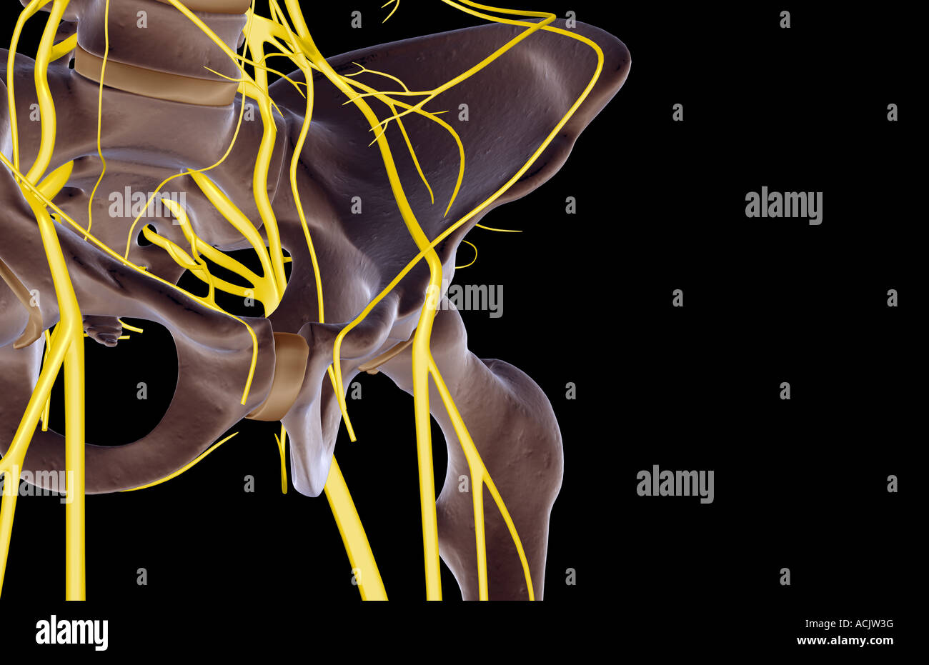 Nerves Hip High Resolution Stock Photography and Images - Alamy