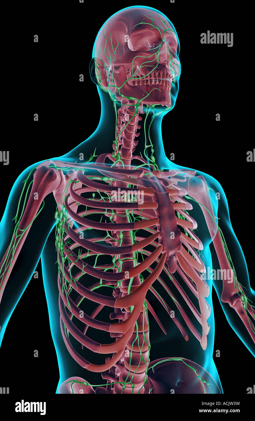 The lymph supply of the upper body Stock Photo - Alamy