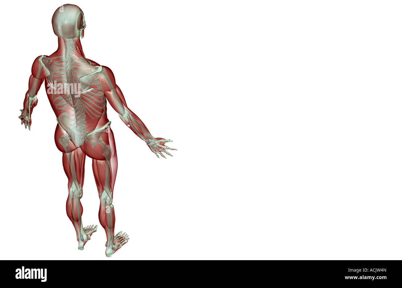 The musculoskeletal system Stock Photo - Alamy