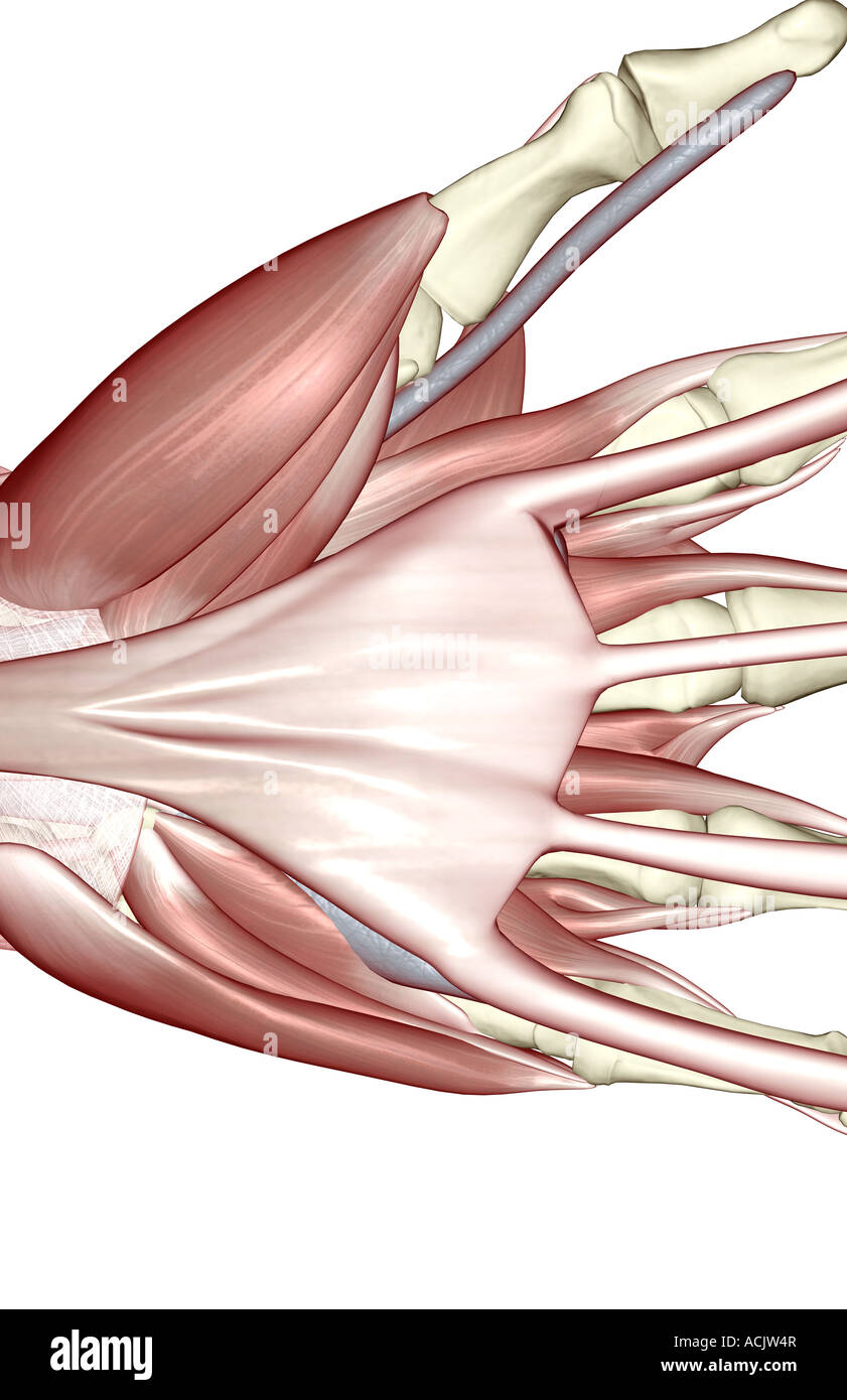 The muscles of the hand Stock Photo - Alamy