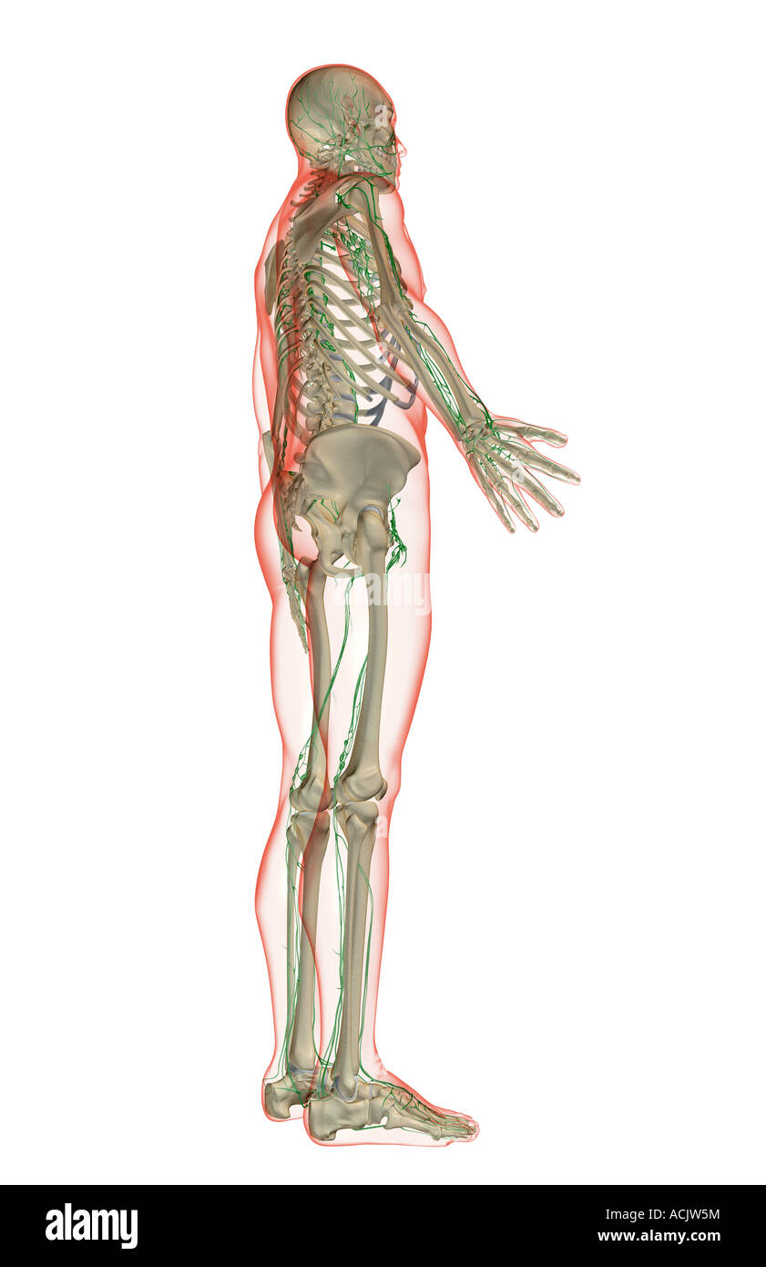 The lymphatic system Stock Photo - Alamy