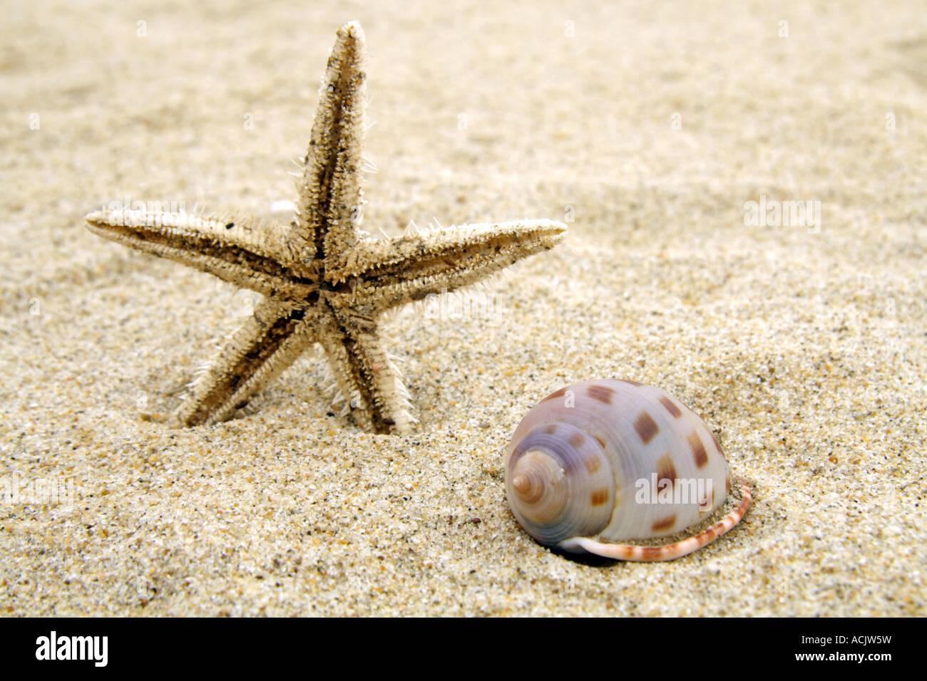 Seastar and shell in the sand Stock Photo - Alamy