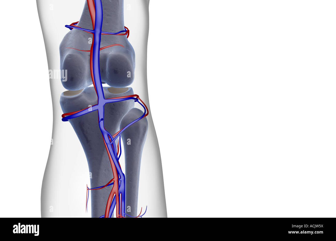 Blood supply knee hi-res stock photography and images - Alamy