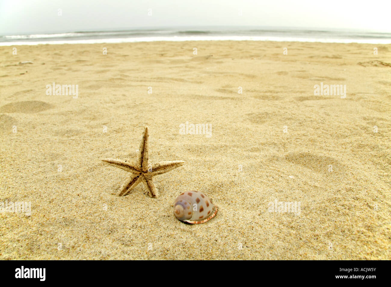 Sun seastar hi-res stock photography and images - Alamy