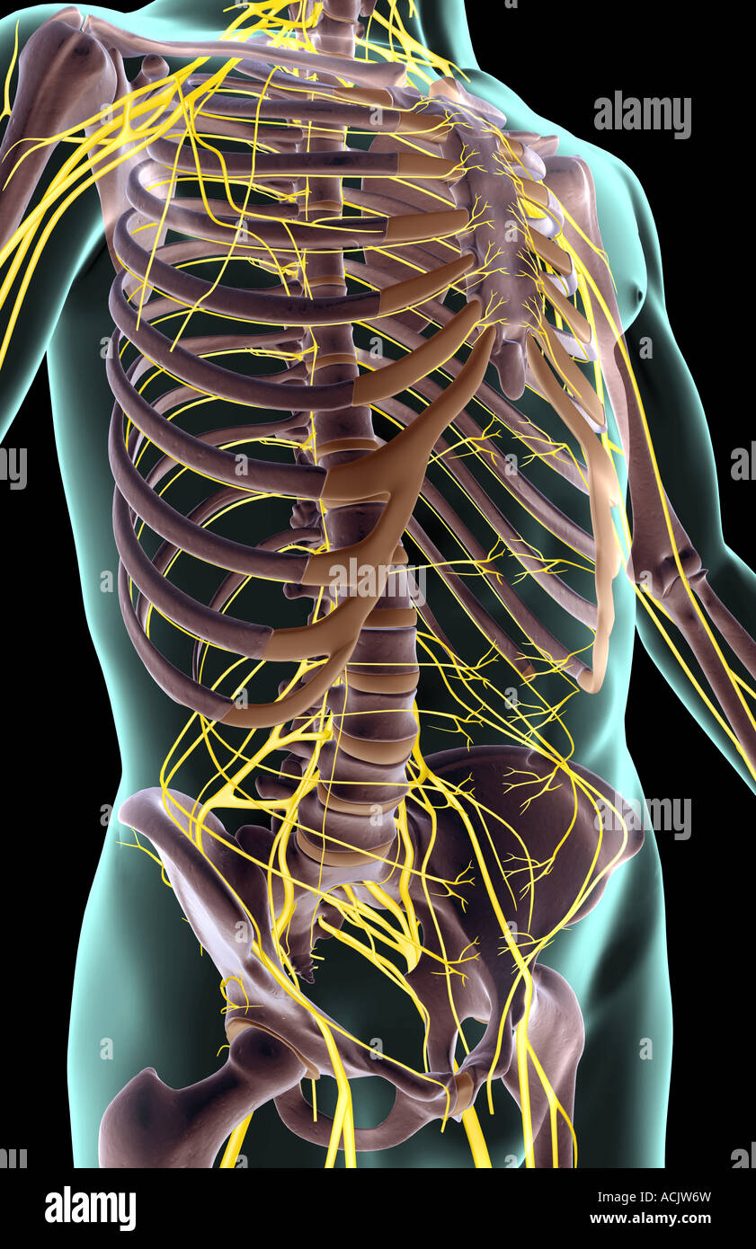 The nerves of the trunk Stock Photo - Alamy