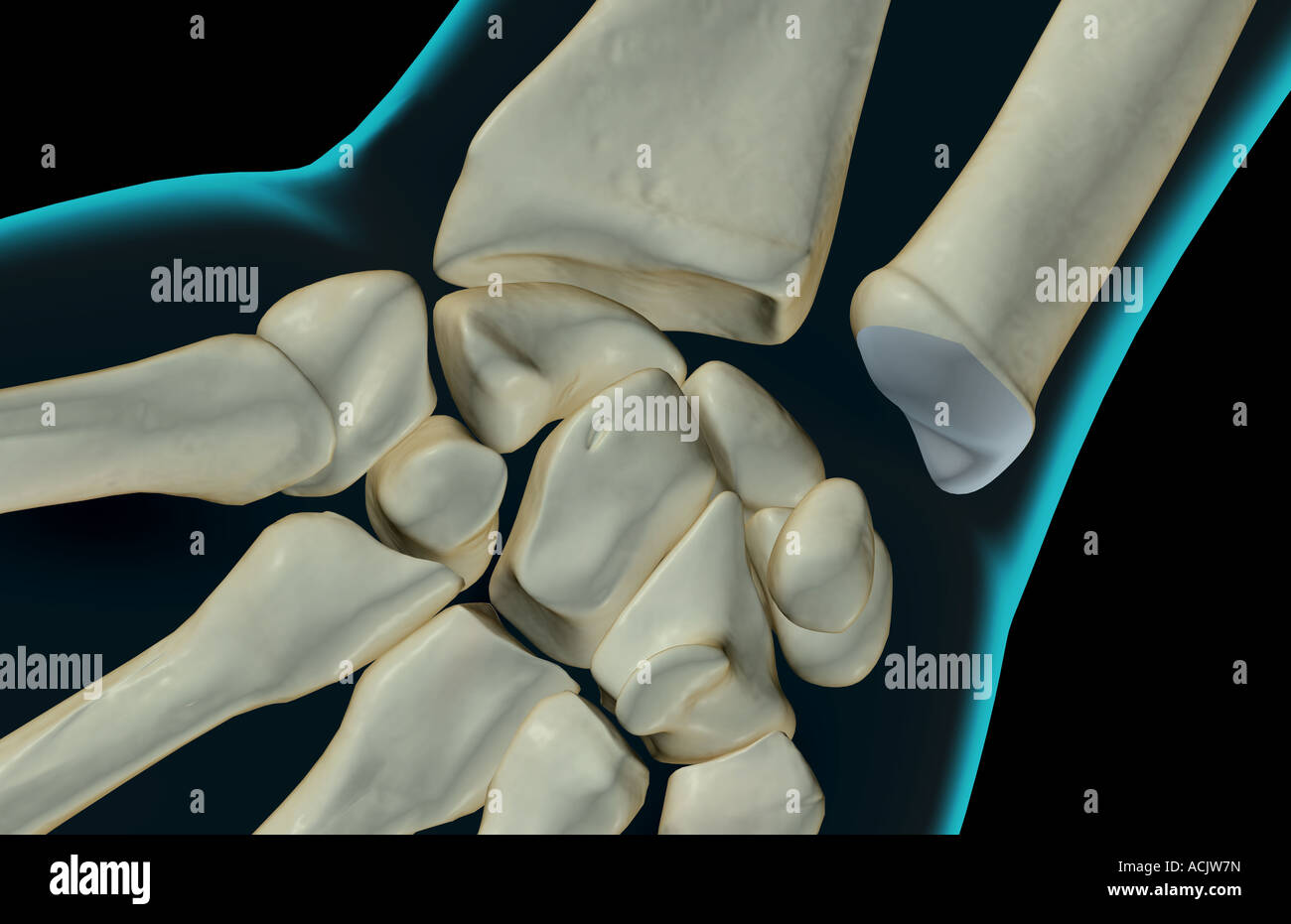 The bones of the wrist Stock Photo - Alamy