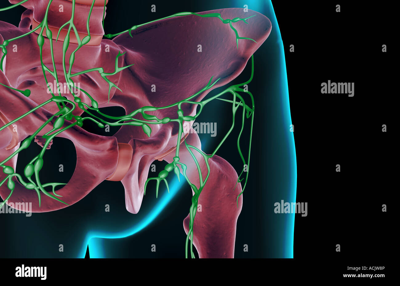 The lymph supply of the hip Stock Photo - Alamy