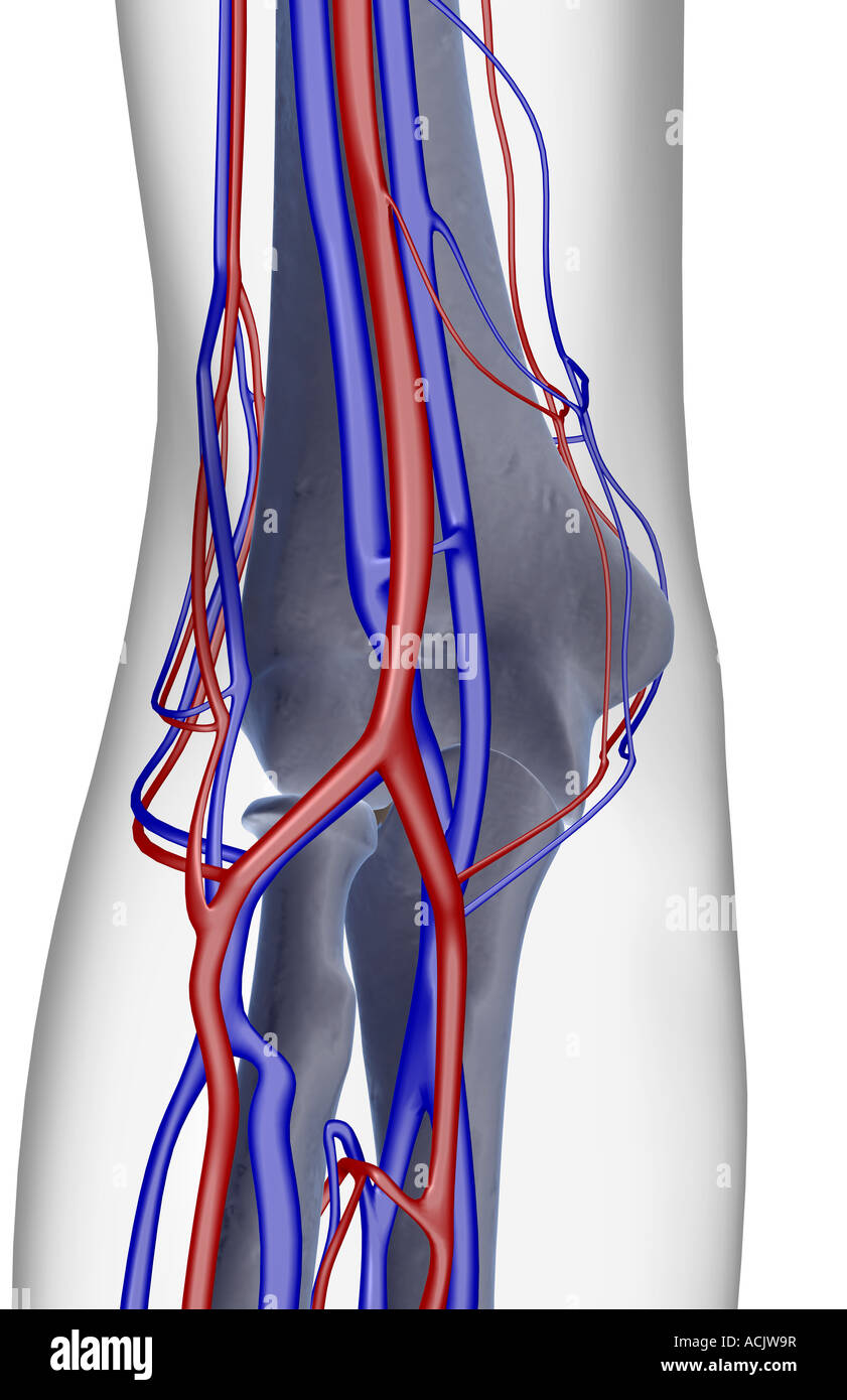 The blood supply of the elbow Stock Photo - Alamy
