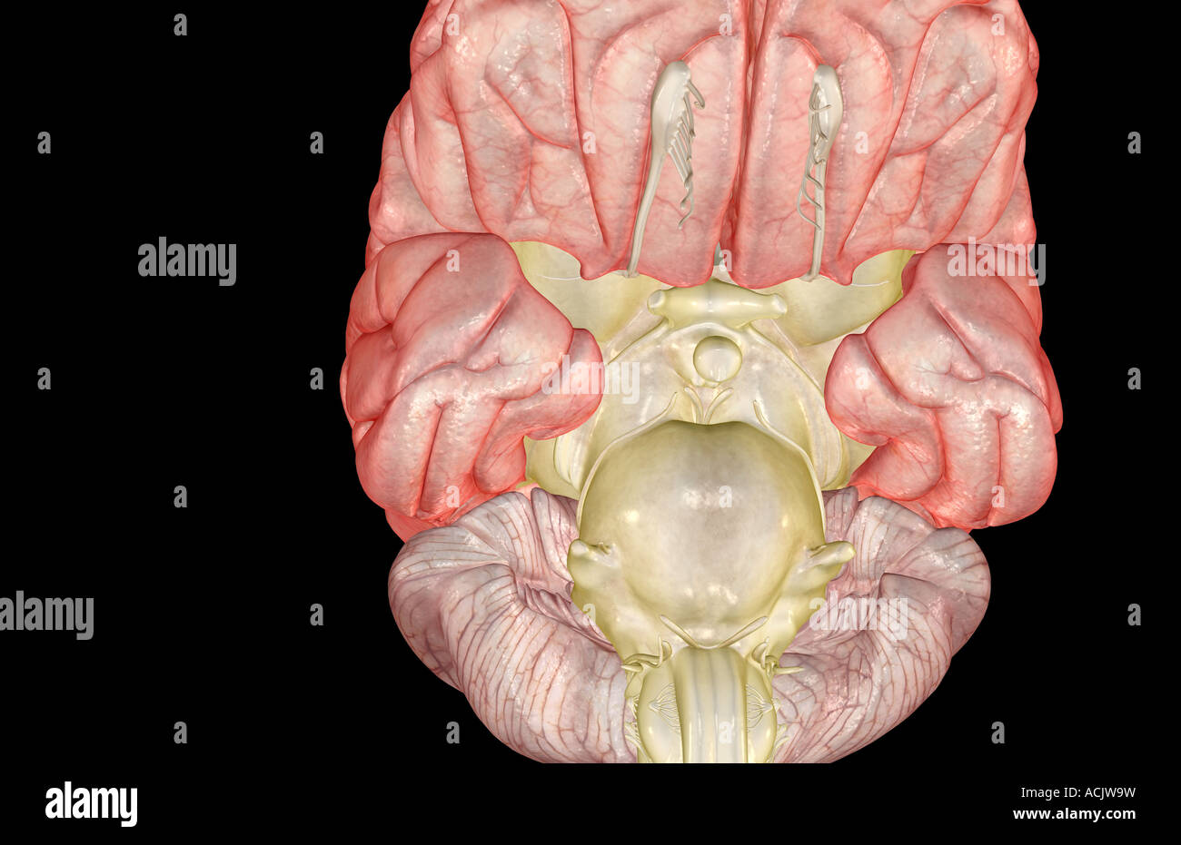 Anatomy brain cranial nerves hi-res stock photography and images - Alamy