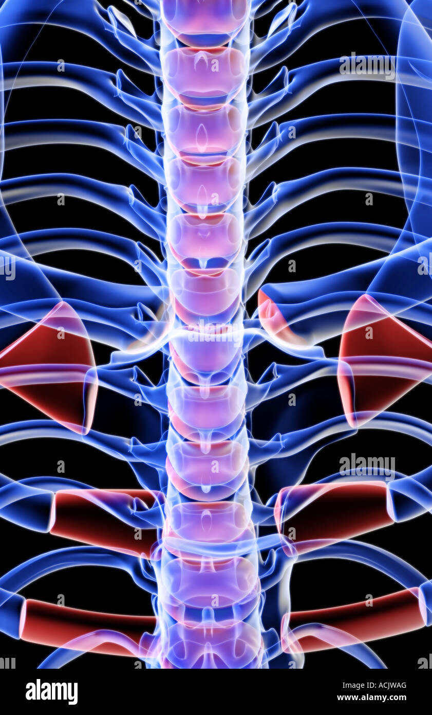 The bones of the neck Stock Photo - Alamy