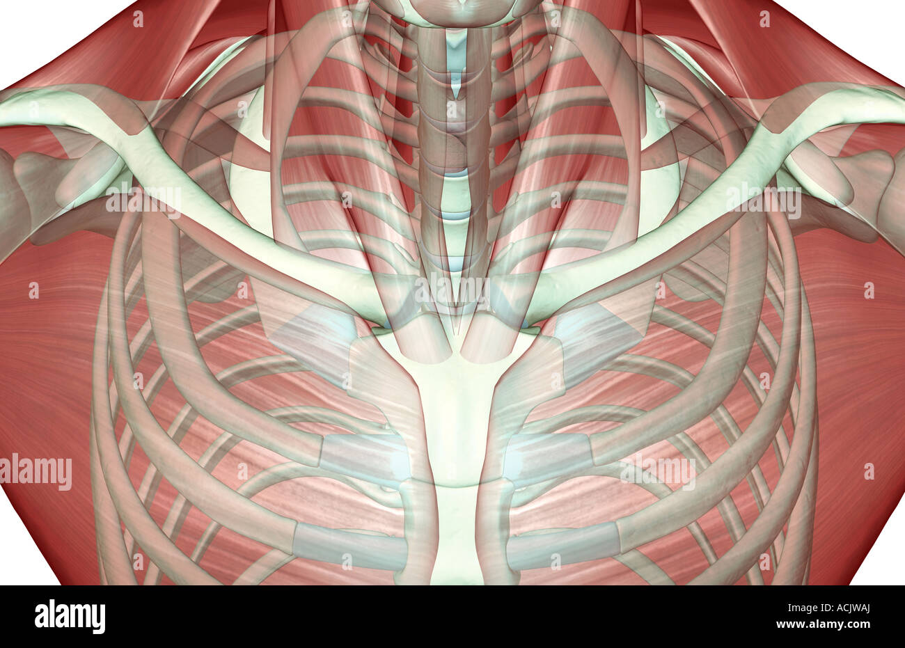 Upper chest muscles anatomy hi-res stock photography and images - Alamy