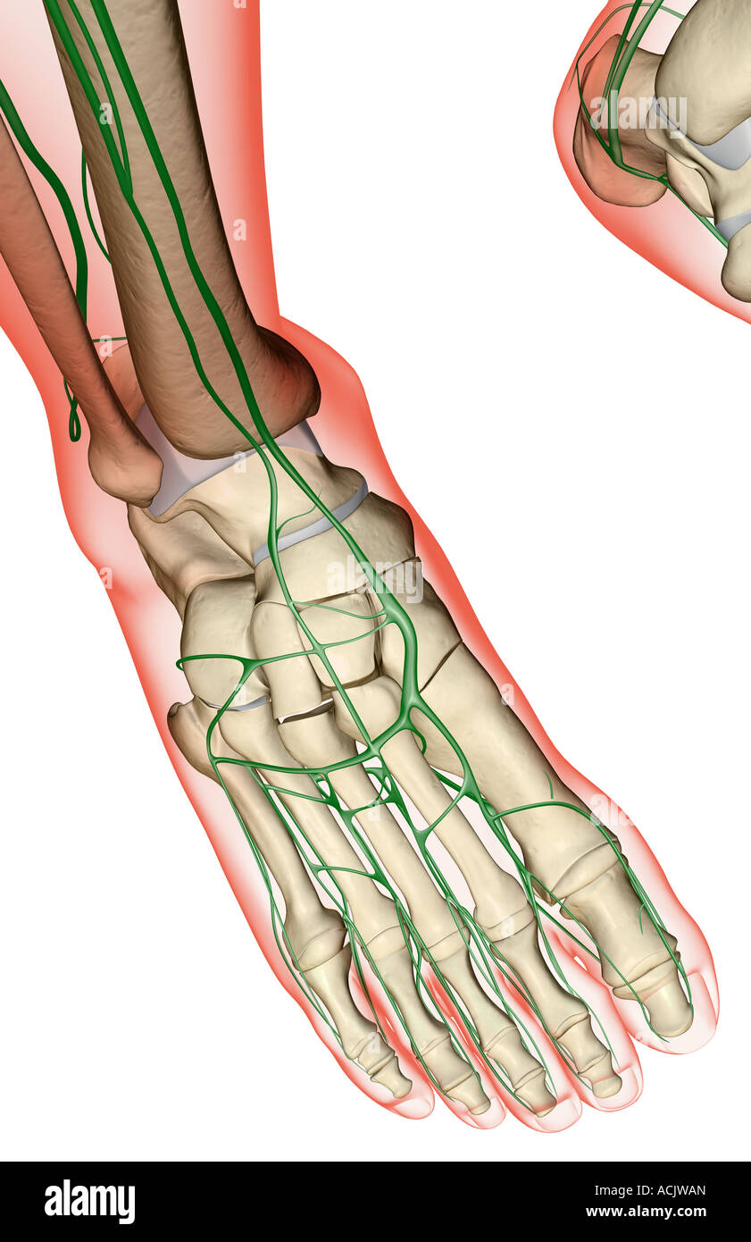 The lymph supply of the foot Stock Photo - Alamy