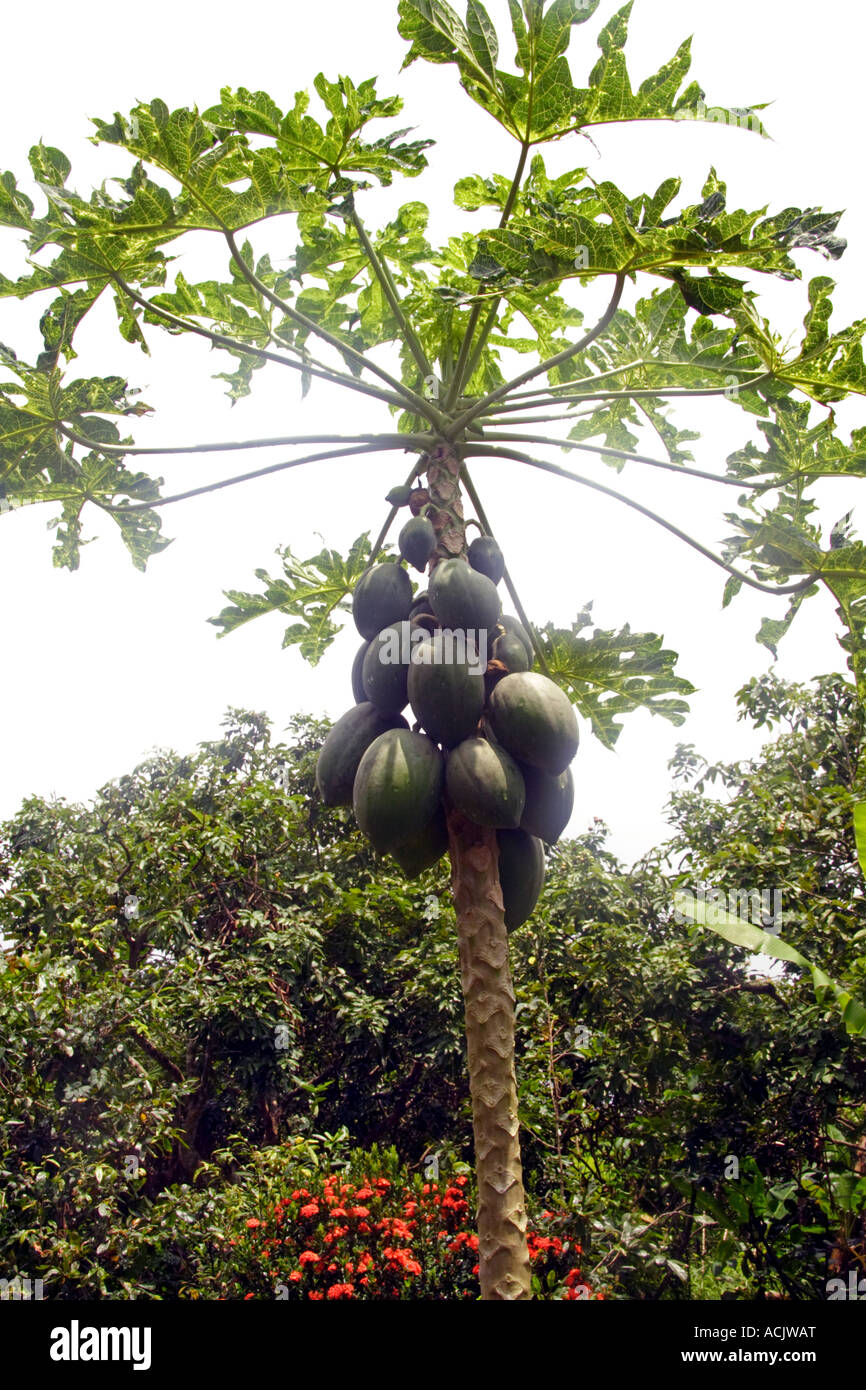 Full papaya tree hi-res stock photography and images - Alamy