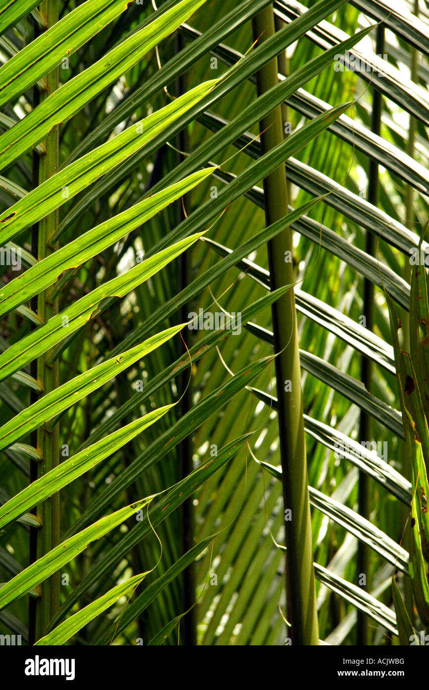 Structure of palm leaves hi-res stock photography and images - Alamy