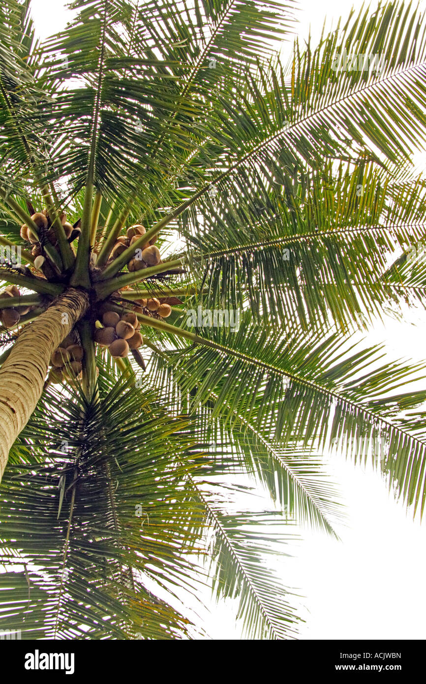 Palm tree from below Stock Photo - Alamy
