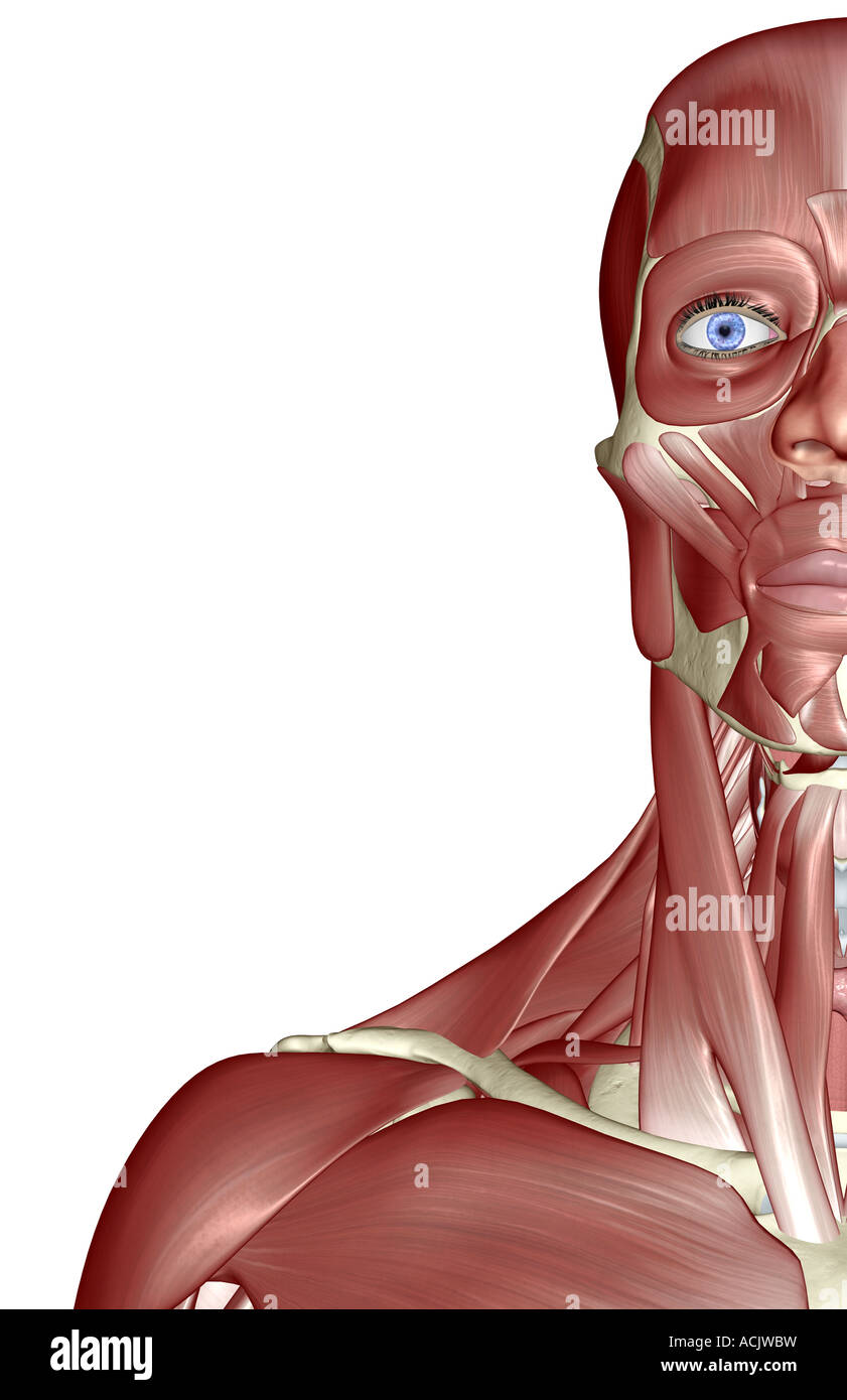 The muscles of the face neck and shoulder Stock Photo - Alamy