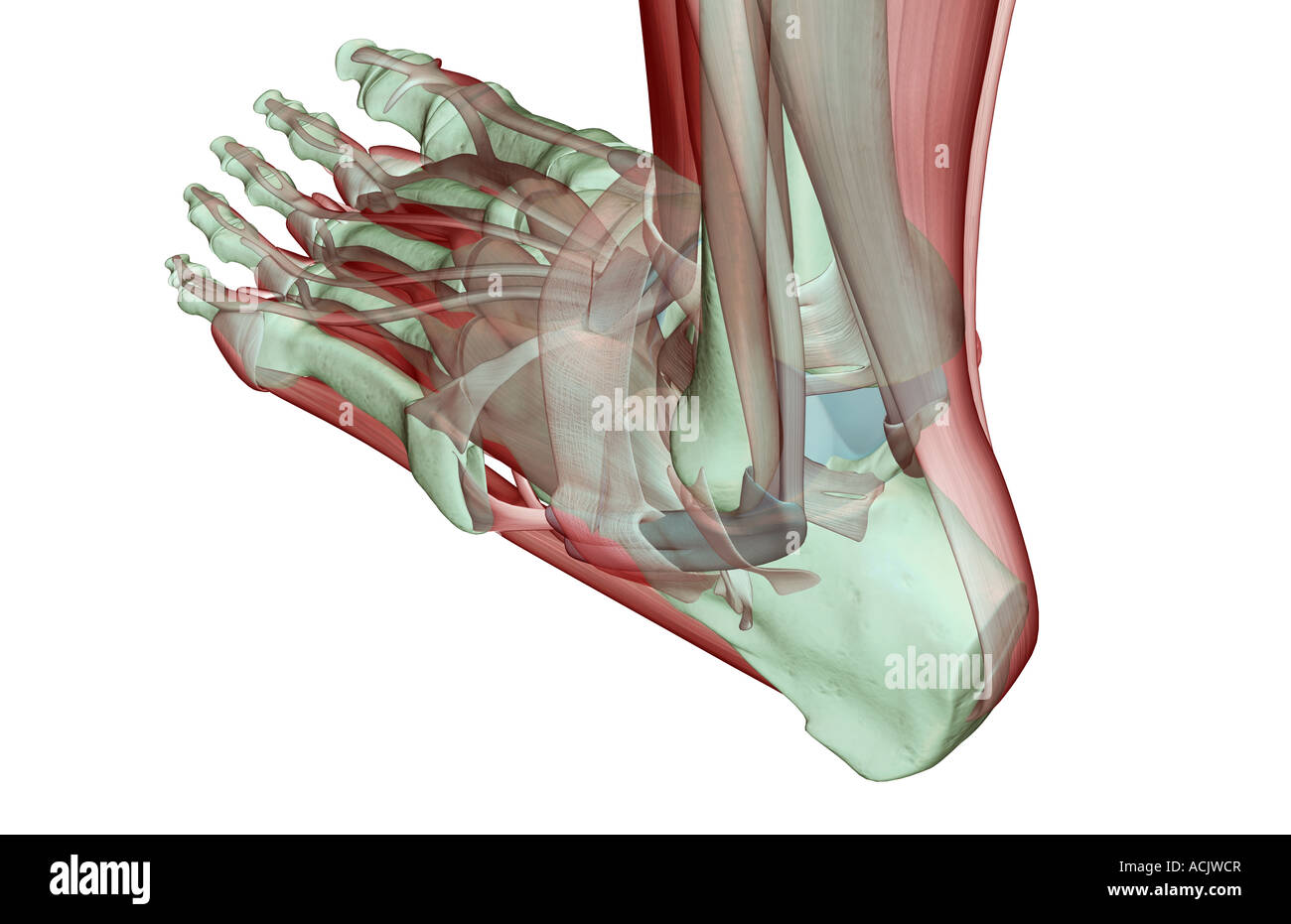 The musculoskeleton of the foot Stock Photo - Alamy