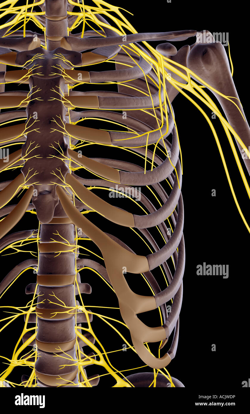 Thoracic Nerves High Resolution Stock Photography and Images - Alamy