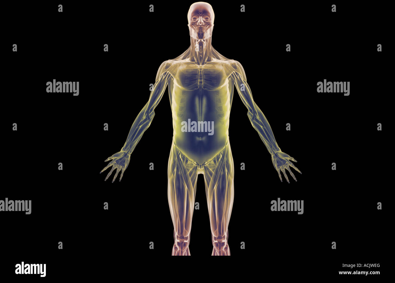 The muscles of the upper body Stock Photo - Alamy