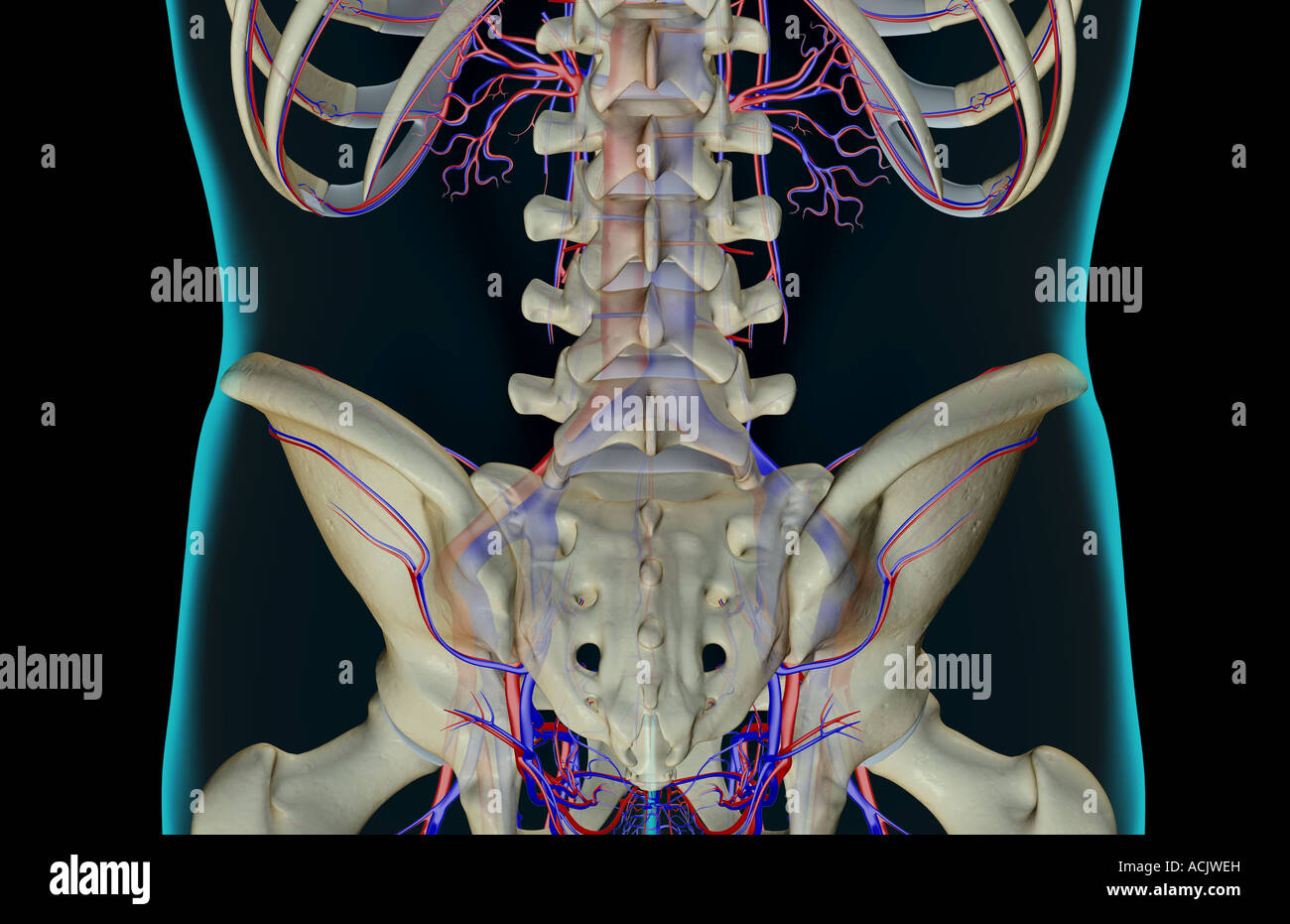 The blood supply of the lower back Stock Photo - Alamy