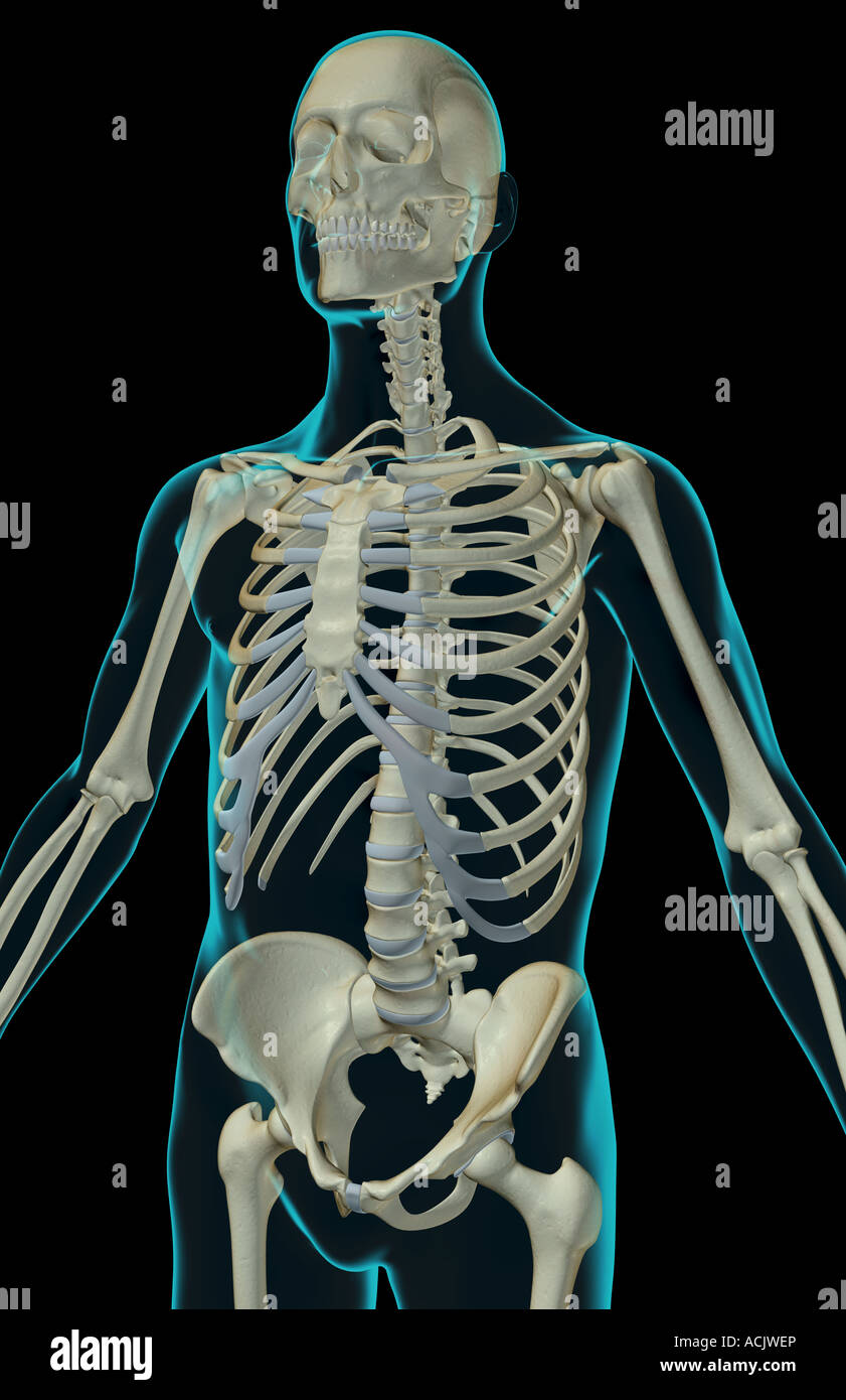 The bones of the upper body Stock Photo - Alamy