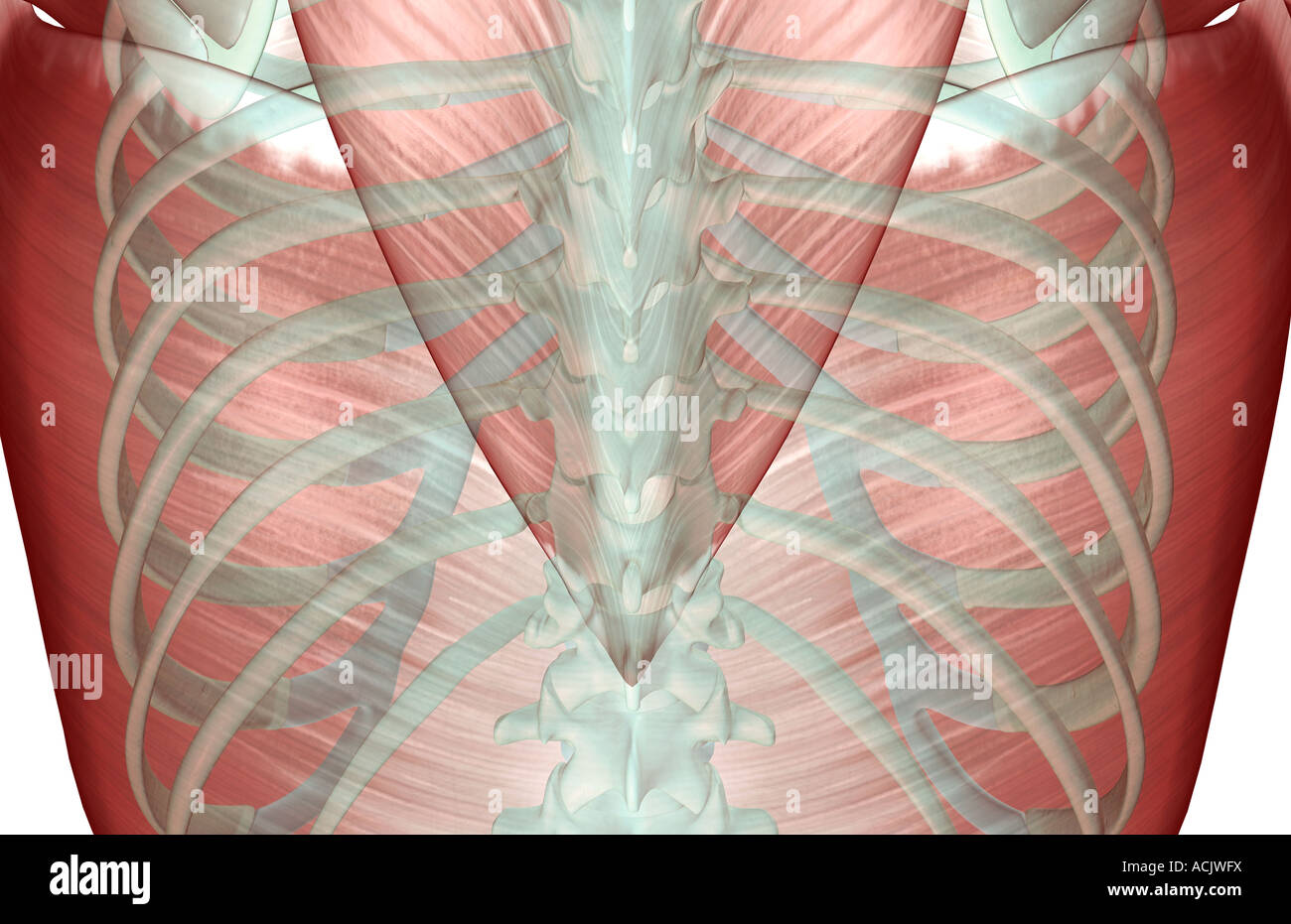 The musculoskeleton of the back Stock Photo - Alamy