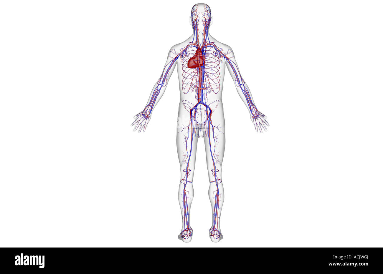 The vascular system Stock Photo - Alamy