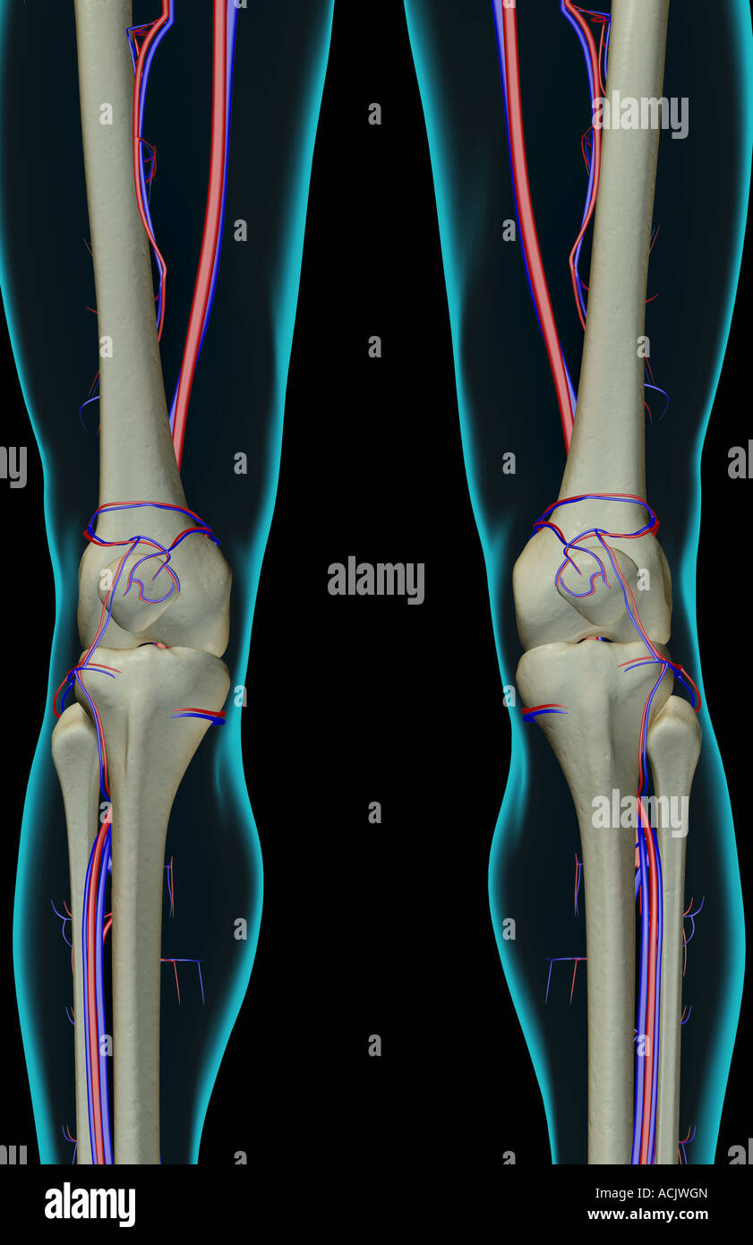 The blood supply of the knee Stock Photo - Alamy