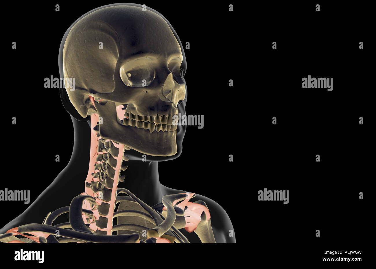 The ligaments of the head and neck Stock Photo - Alamy