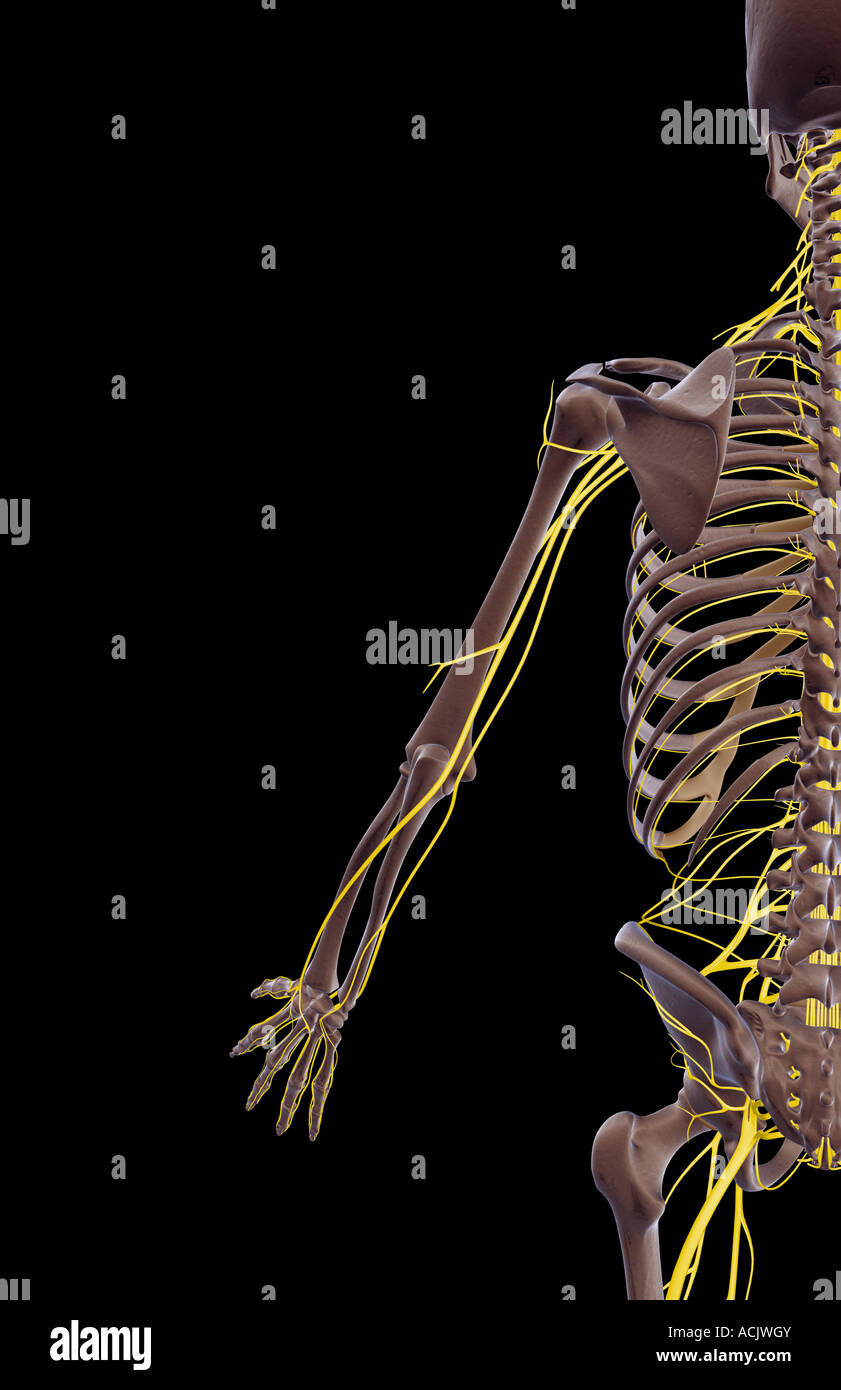 The nerves of the upper limb Stock Photo - Alamy