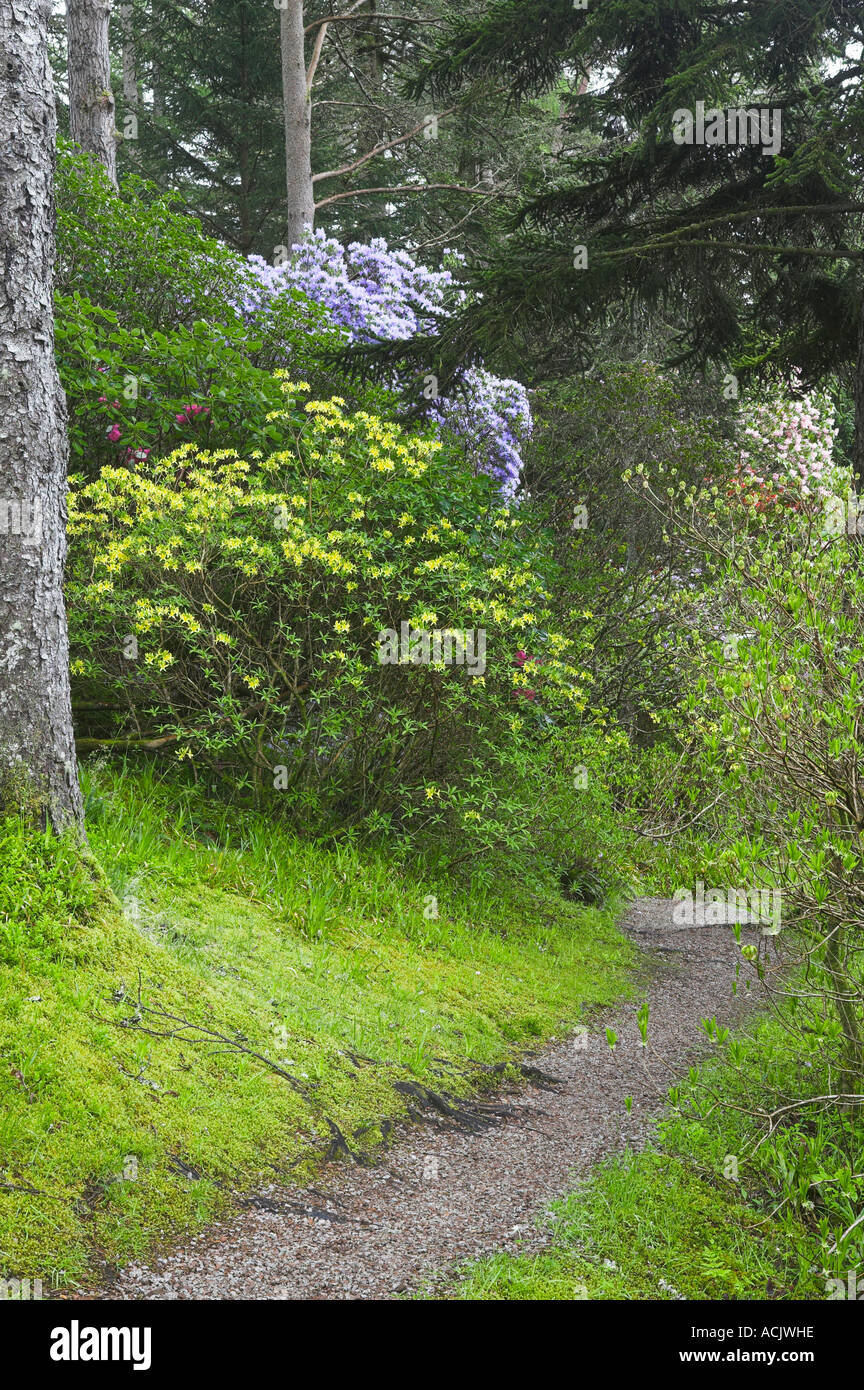 Scotland scottish shrub argyll hi-res stock photography and images - Alamy