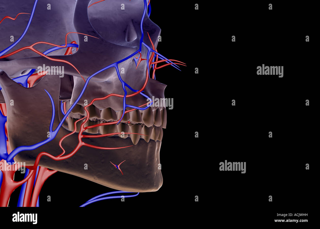 Facial Artery High Resolution Stock Photography and Images - Alamy