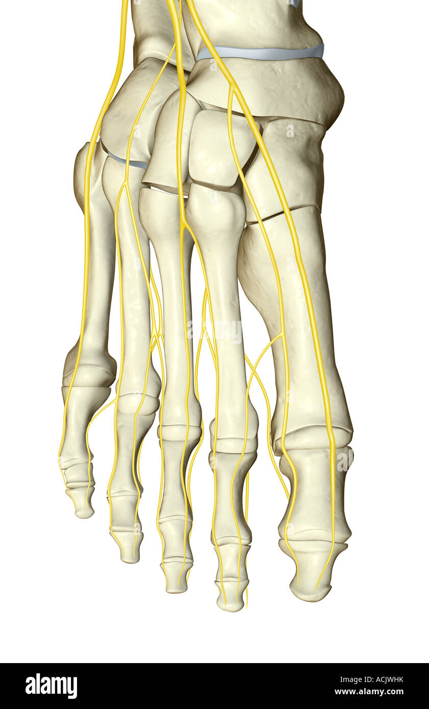 Dorsal digital nerves hi-res stock photography and images - Alamy