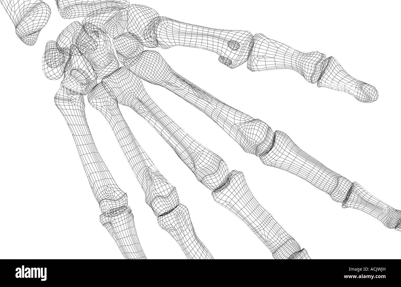 Triquetrum bone High Resolution Stock Photography and Images - Alamy