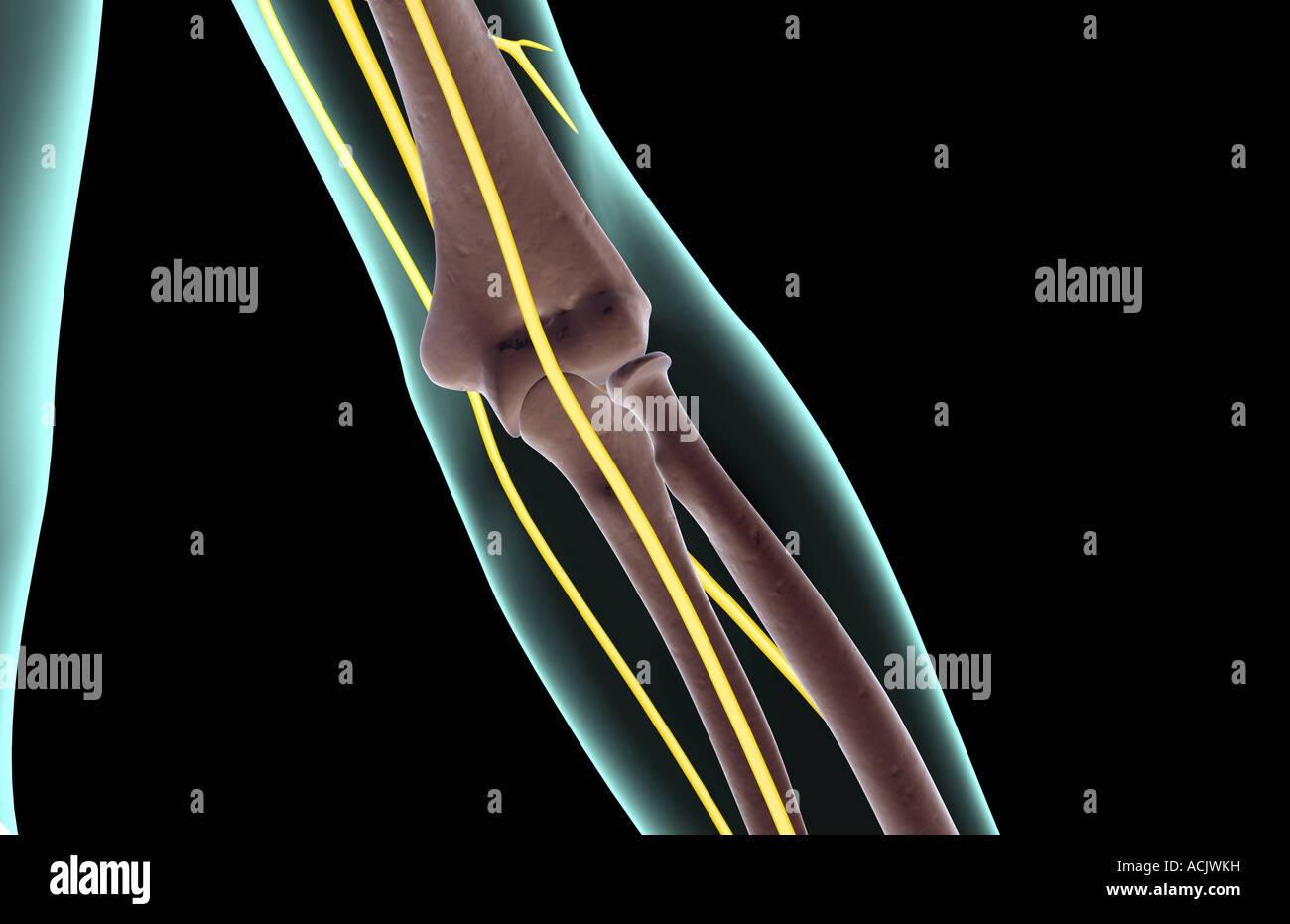 Median Nerve Stock Photos & Median Nerve Stock Images - Alamy